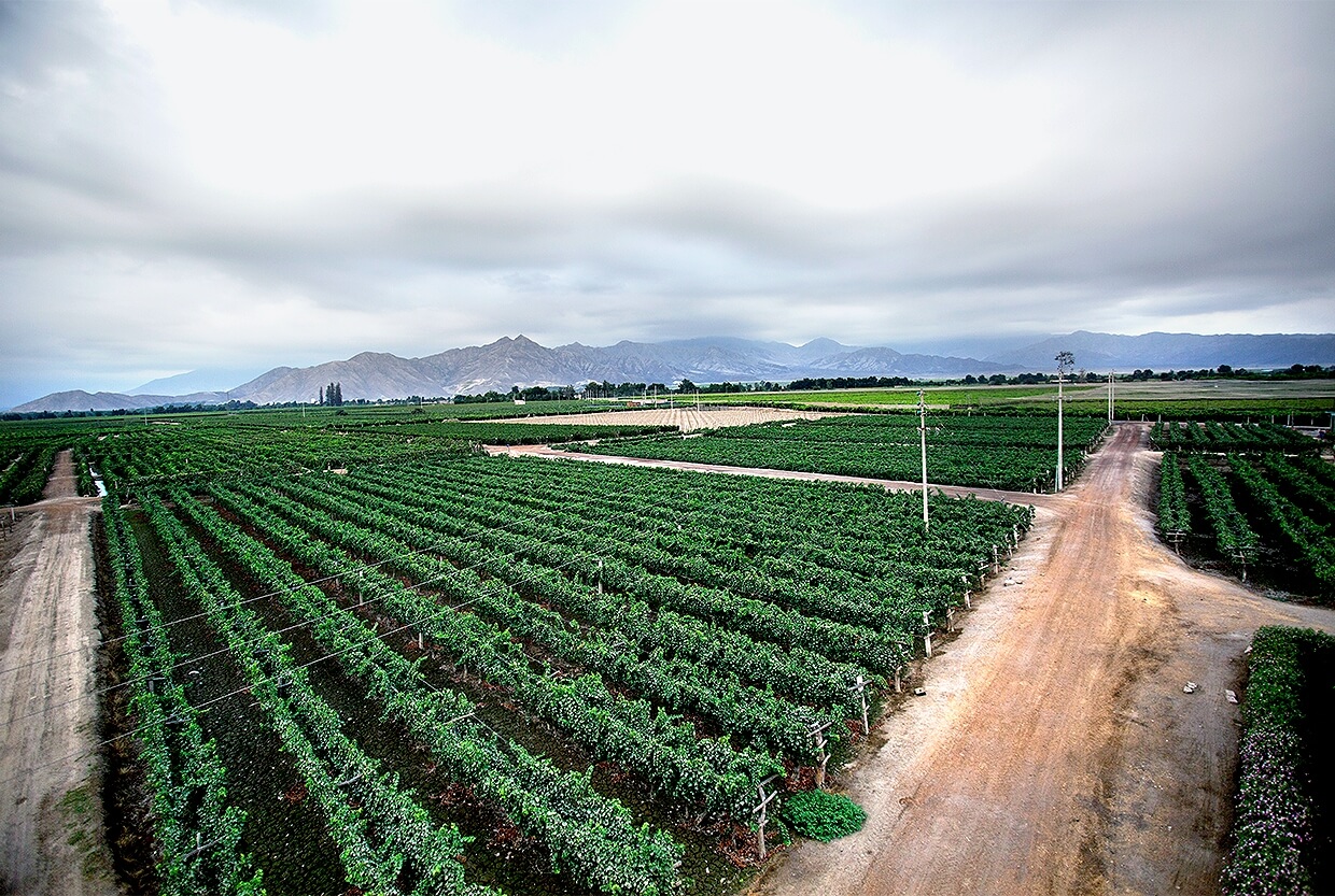 El pisco peruano: la historia detrás de la icónica bebida nacional ...